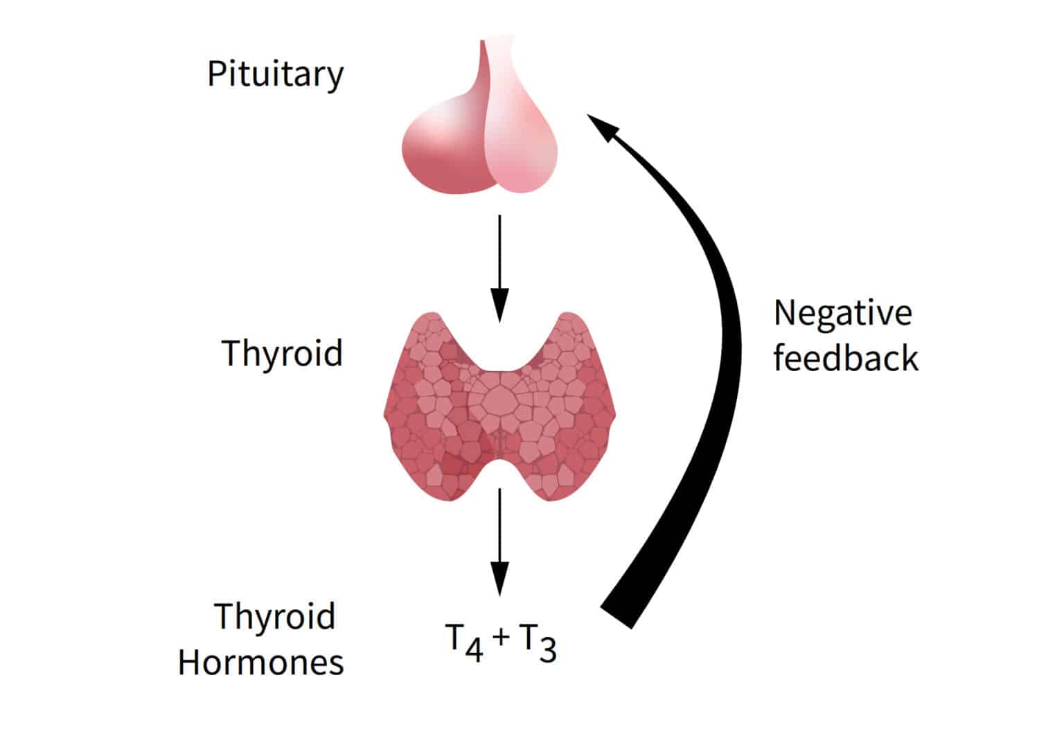Thyroid and Parathyroid Blood Tests | Dr Francis Hall